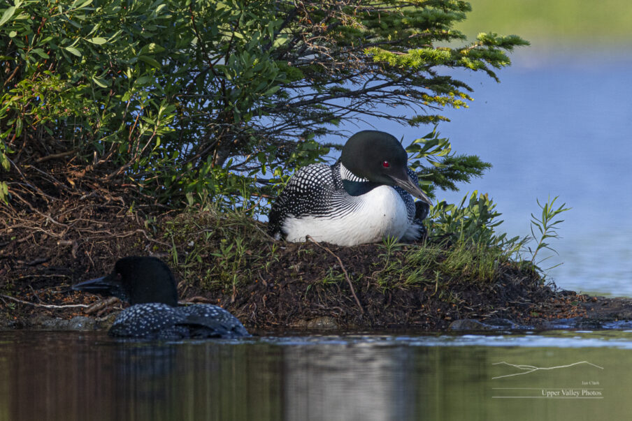 Loon Chicks Have Hatched – Ian Clark’s Blog