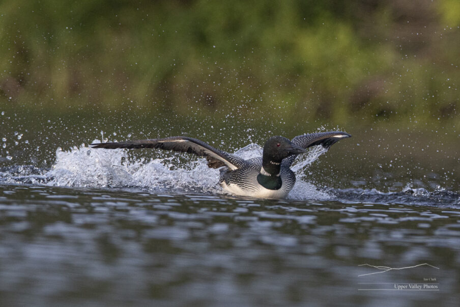 Loon Fight For Territory – Ian Clark’s Blog