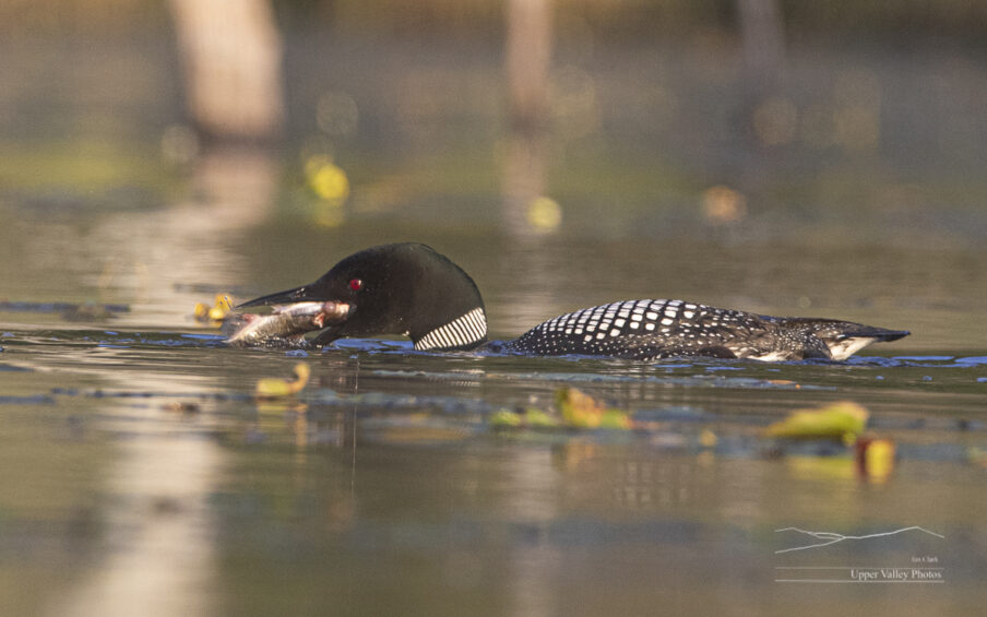 Loon Fight For Territory – Ian Clark’s Blog