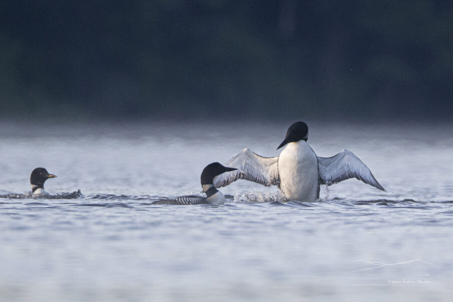 Loon Fight For Territory – Ian Clark’s Blog