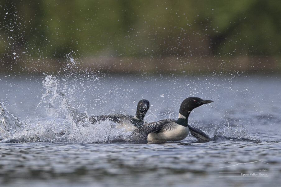 Loon Fight For Territory – Ian Clark’s Blog