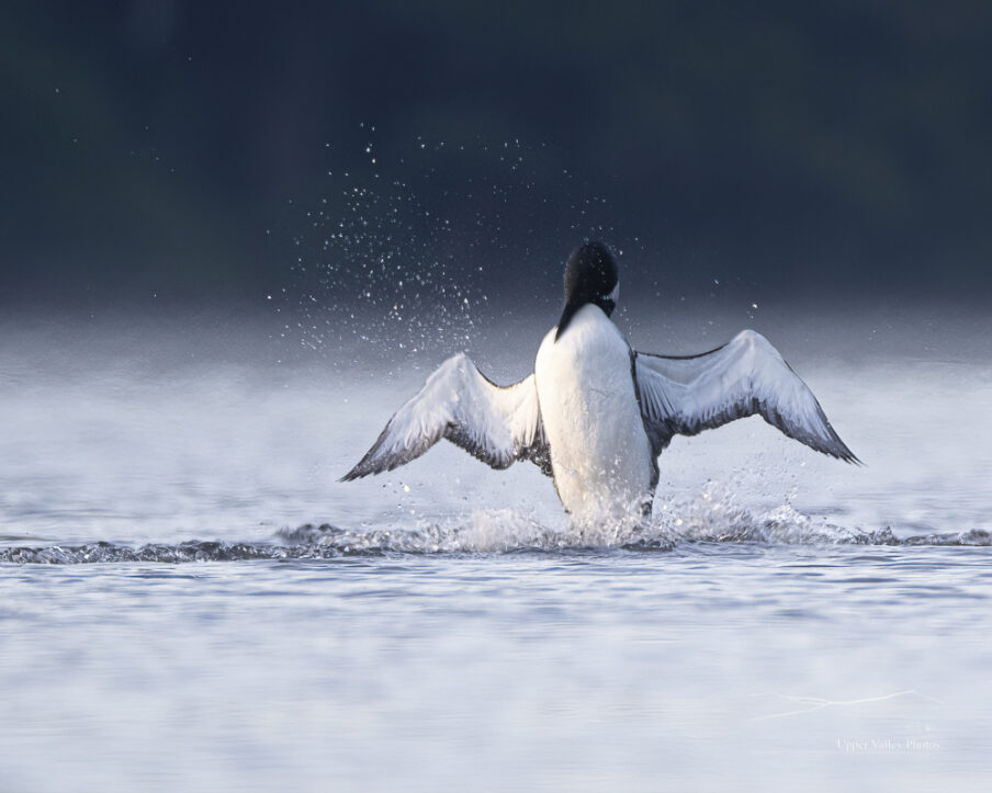 Loon Fight For Territory – Ian Clark’s Blog