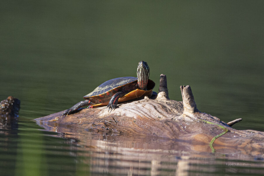 Ian Clark’s Blog – Creating compelling images which tell a story with a ...