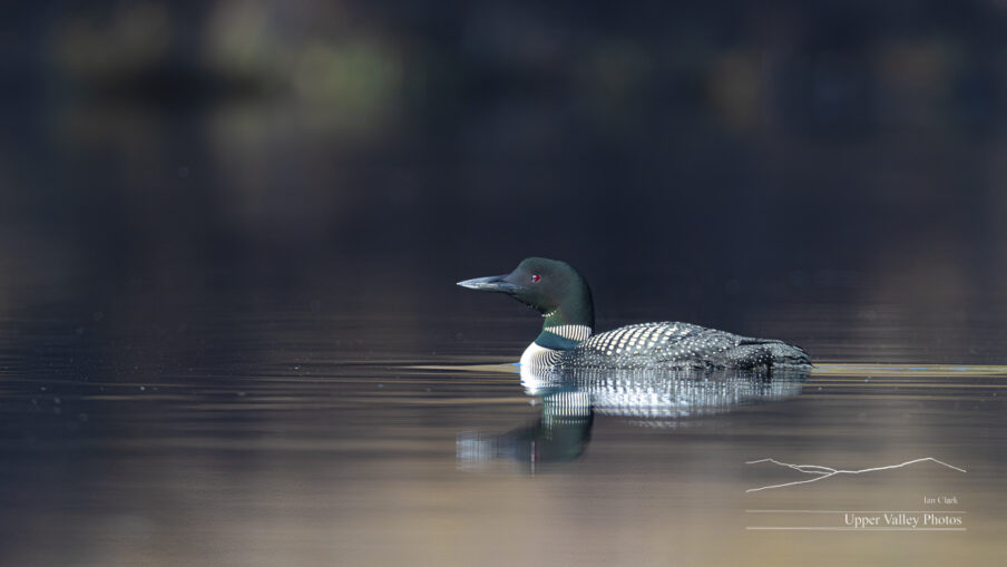 Catching Up with the Loons – Ian Clark’s Blog