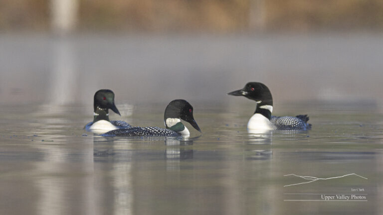 Catching Up with the Loons – Ian Clark’s Blog