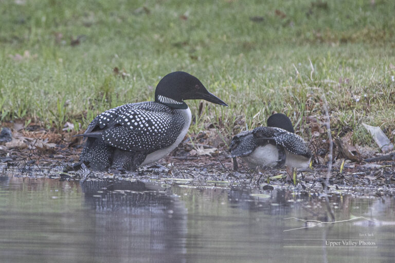 Catching Up with the Loons – Ian Clark’s Blog