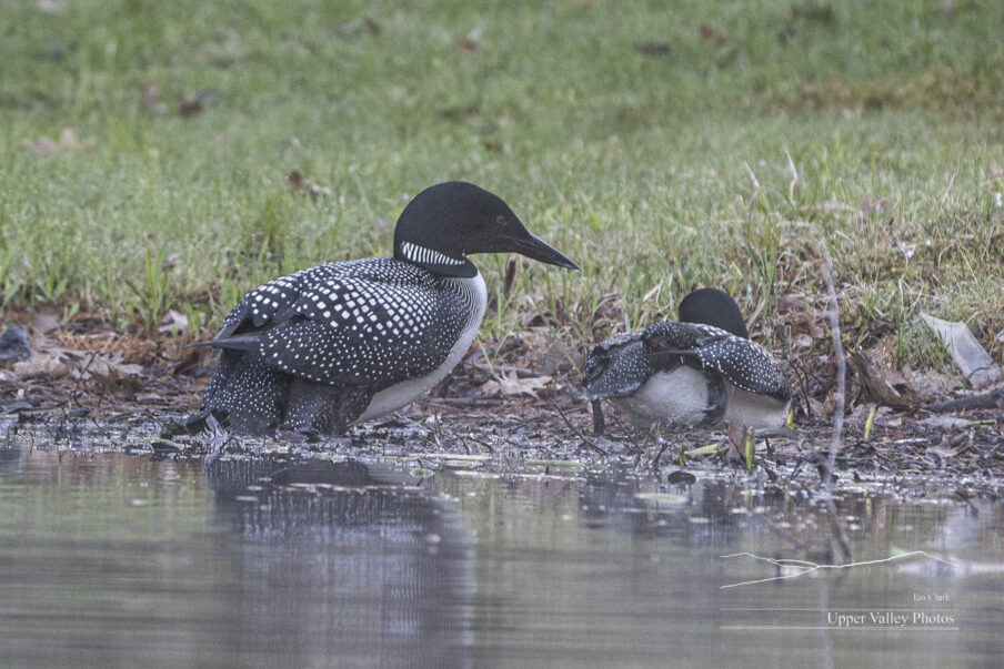 Catching Up with the Loons – Ian Clark’s Blog