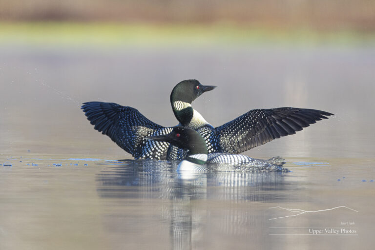 Catching Up with the Loons – Ian Clark’s Blog