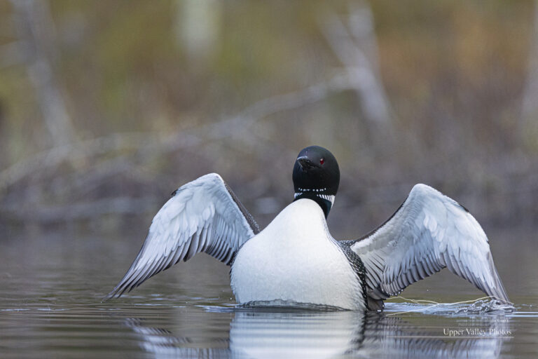 Catching Up with the Loons – Ian Clark’s Blog