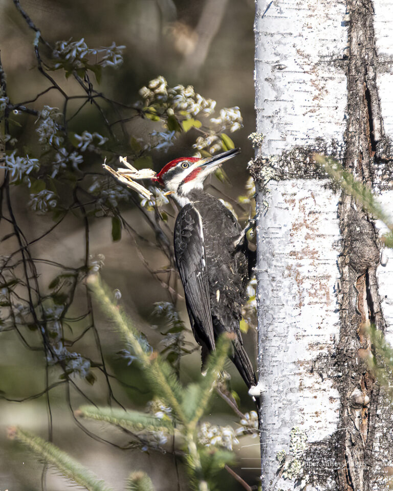 Catching Up with the Loons – Ian Clark’s Blog