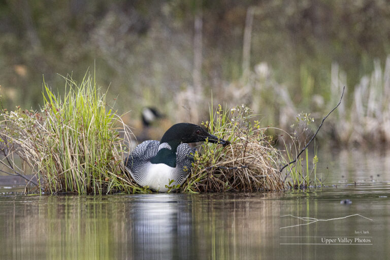 Catching Up with the Loons – Ian Clark’s Blog