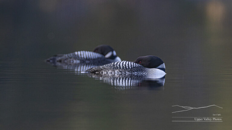 Catching Up with the Loons – Ian Clark’s Blog