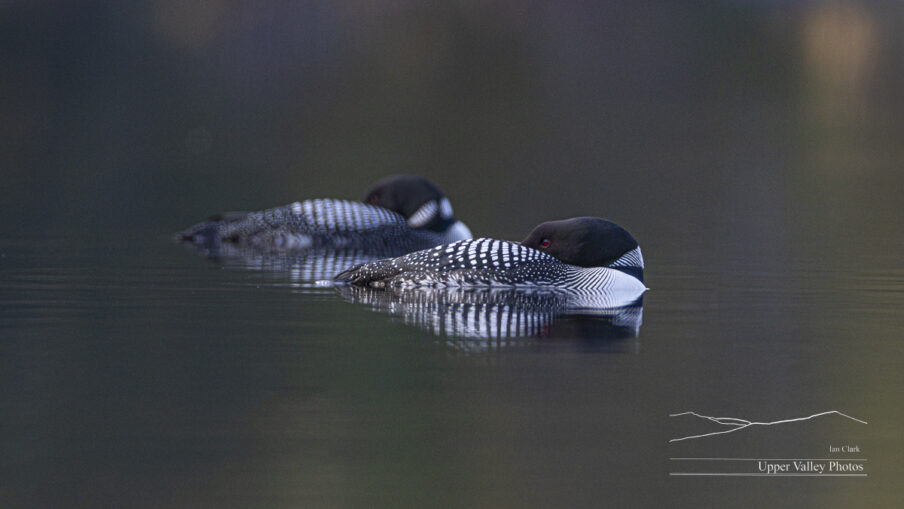 Catching Up with the Loons – Ian Clark’s Blog