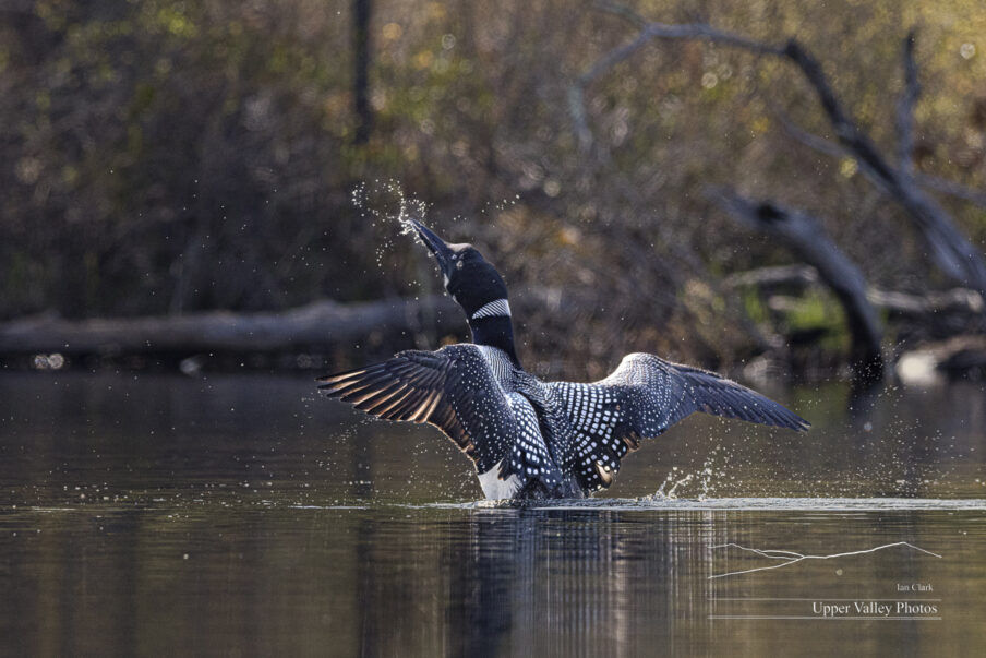 Catching Up with the Loons – Ian Clark’s Blog