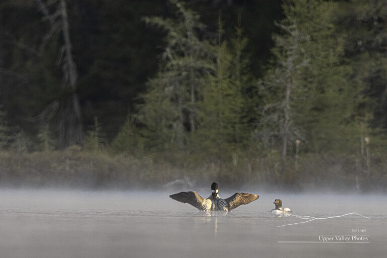 Catching Up with the Loons – Ian Clark’s Blog