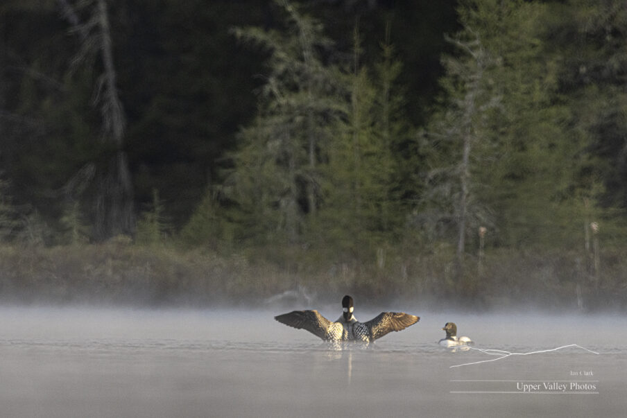 Catching Up with the Loons – Ian Clark’s Blog