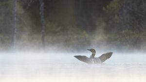 Catching Up with the Loons – Ian Clark’s Blog