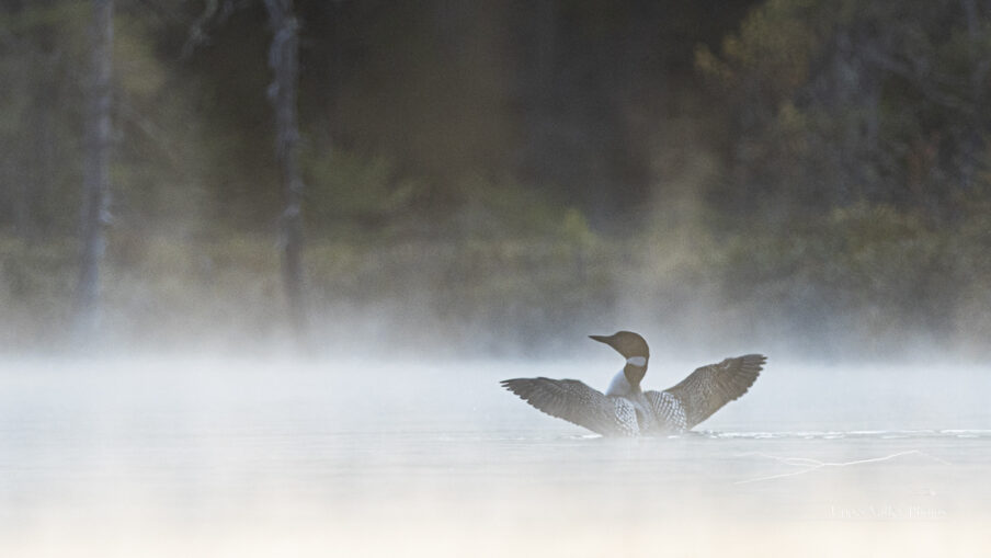 Catching Up with the Loons – Ian Clark’s Blog