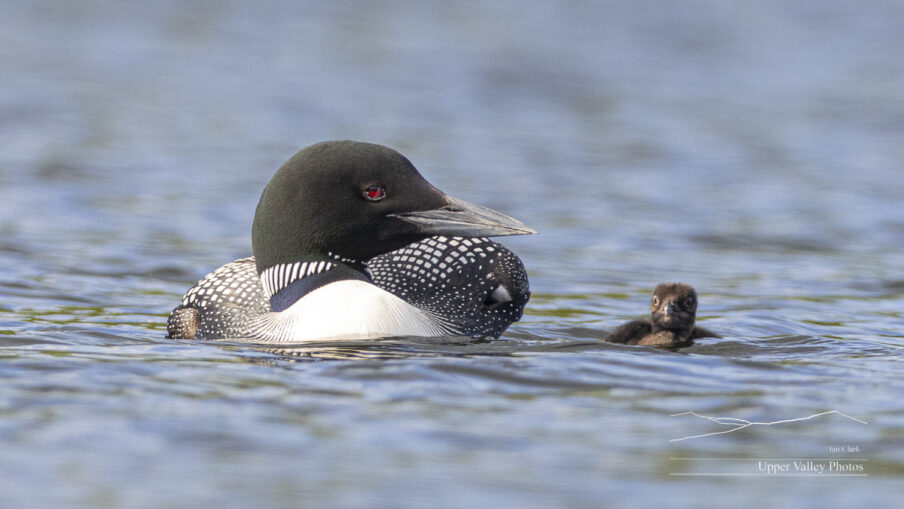 Checking in on the Loon Families – Ian Clark’s Blog