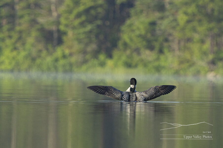 Checking in on the Loon Families – Ian Clark’s Blog
