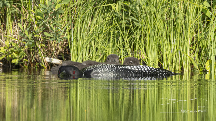 Checking in on the Loon Families – Ian Clark’s Blog