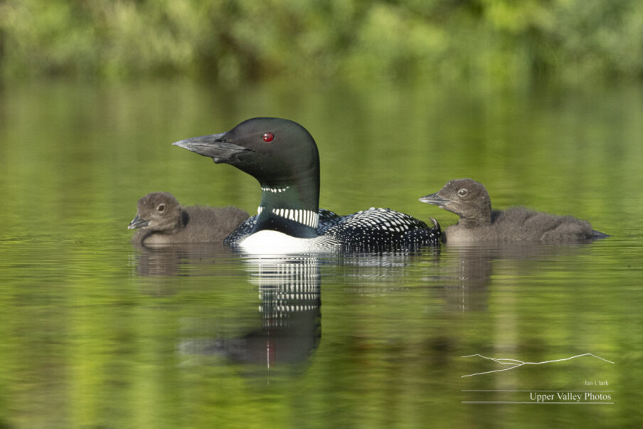 Checking in on the Loon Families – Ian Clark’s Blog
