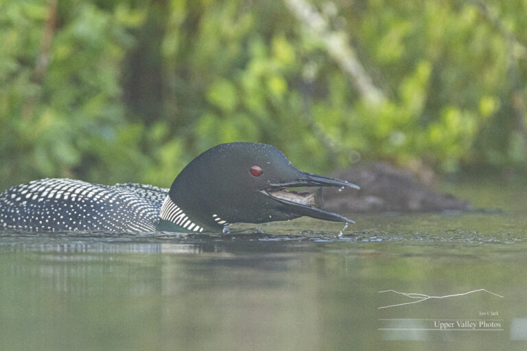Checking in on the Loon Families – Ian Clark’s Blog