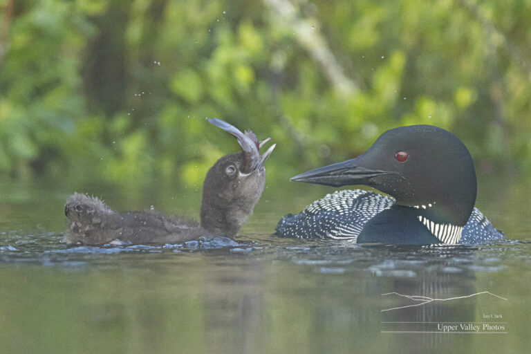 Checking in on the Loon Families – Ian Clark’s Blog