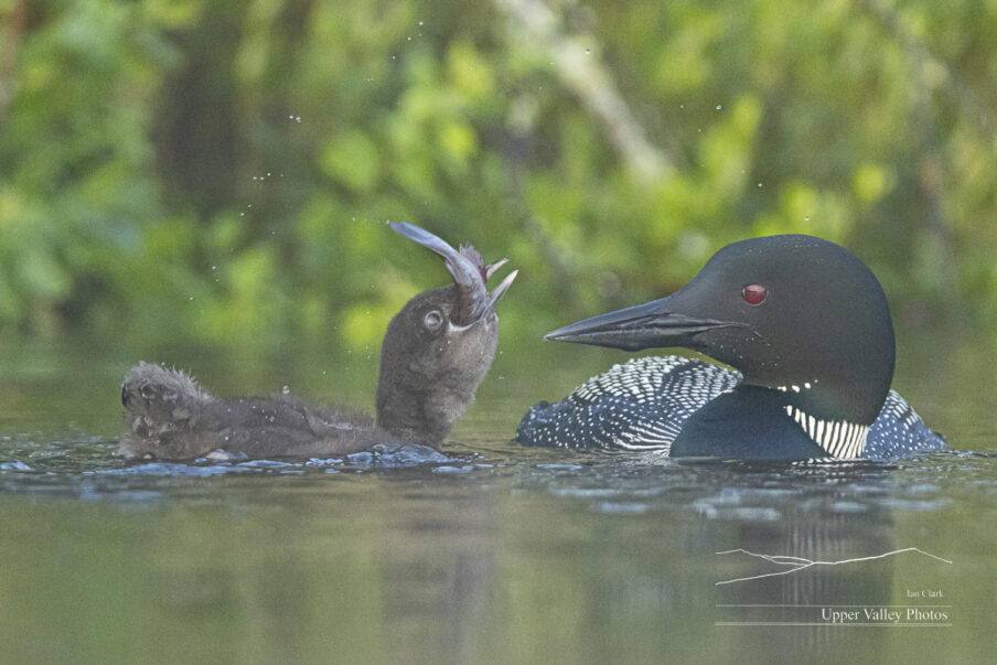 Checking in on the Loon Families – Ian Clark’s Blog