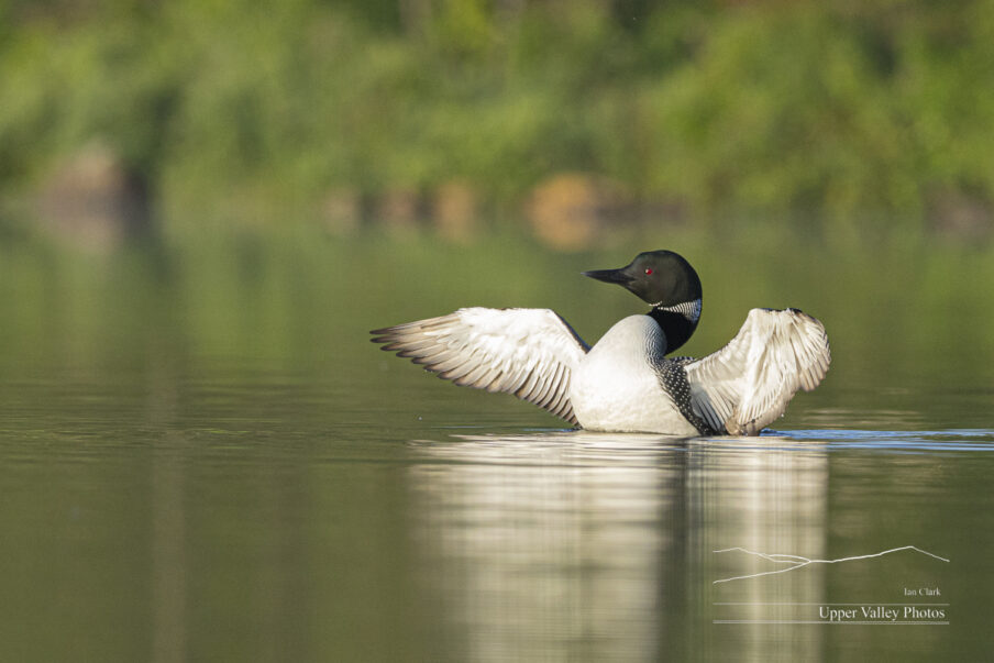 Checking in on the Loon Families – Ian Clark’s Blog