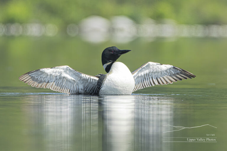 Checking in on the Loon Families – Ian Clark’s Blog