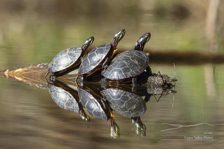 Catching Up with Life on the Ponds – Ian Clark’s Blog