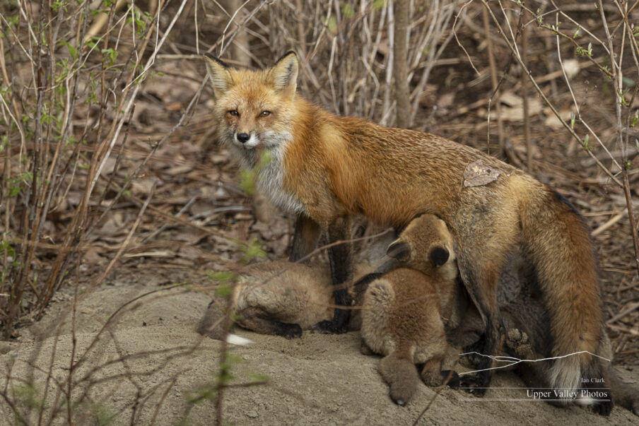 Red Fox Kits – Ian Clark’s Blog