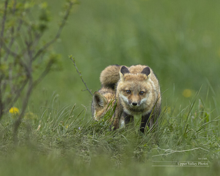 Red Fox Kits – Ian Clark’s Blog