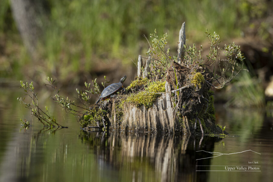 Catching Up with Life on the Ponds – Ian Clark’s Blog
