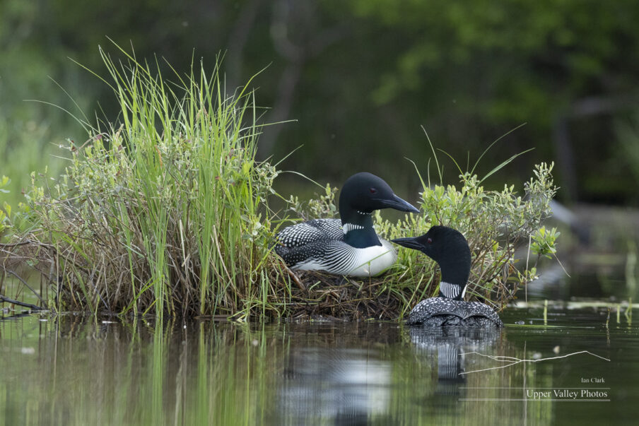 Catching Up with Life on the Ponds – Ian Clark’s Blog