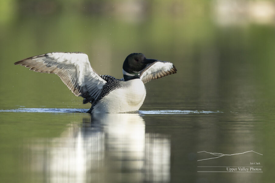Checking Up on the Loons, et al – Ian Clark’s Blog