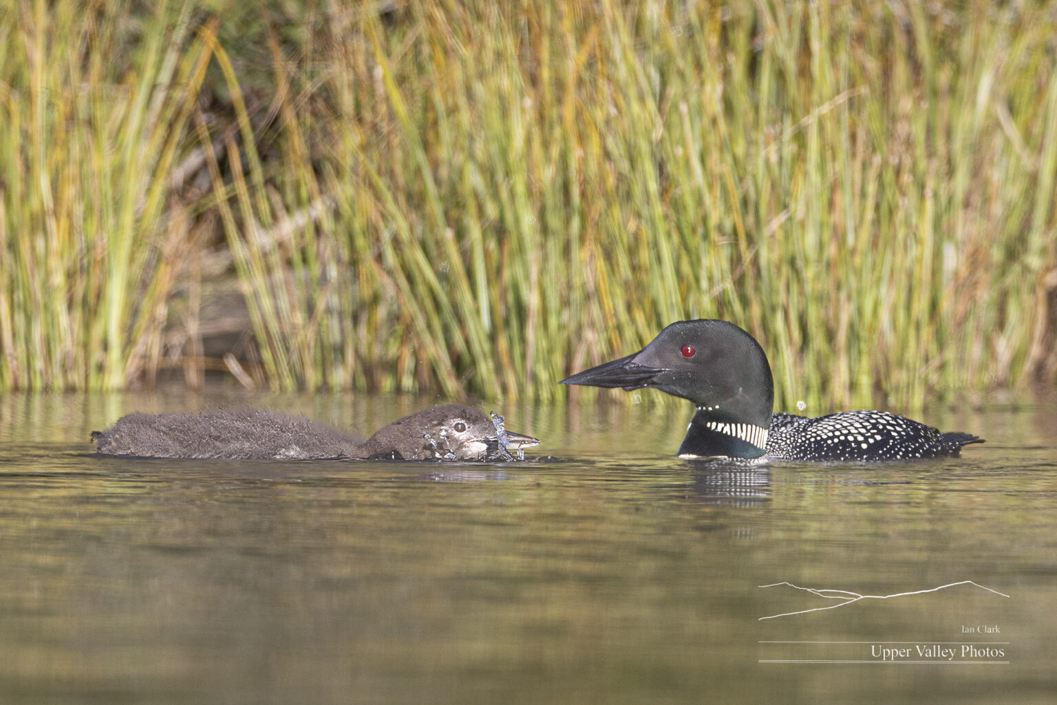 Update on All Three Loon Families – Ian Clark’s Blog