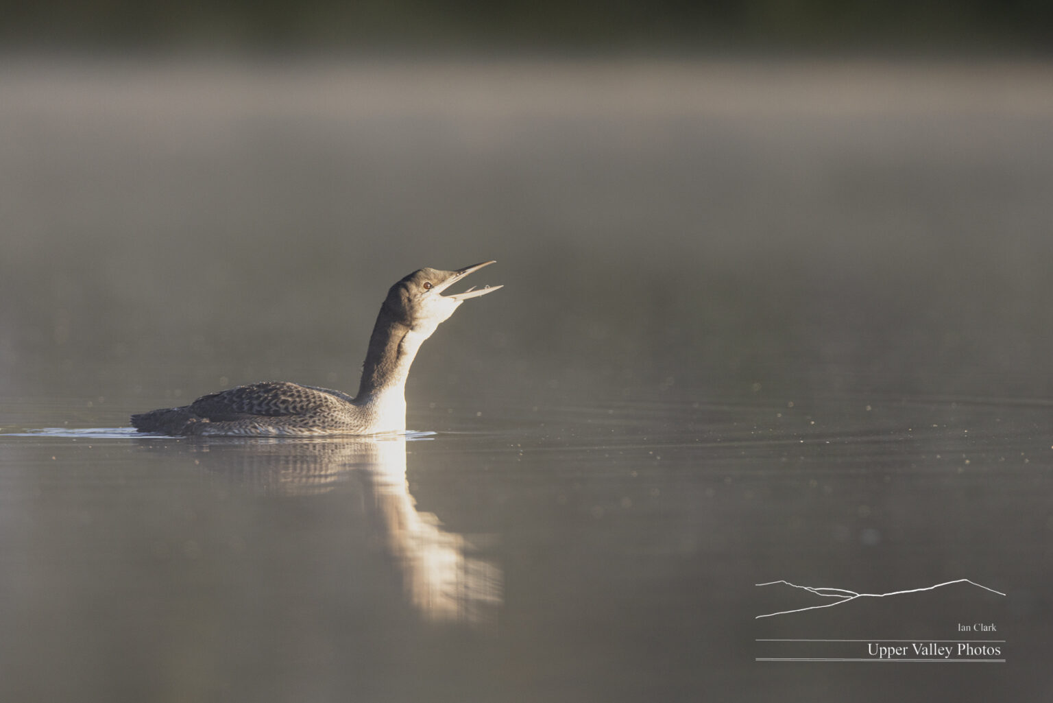 The Loons Are Moving On – Ian Clark’s Blog