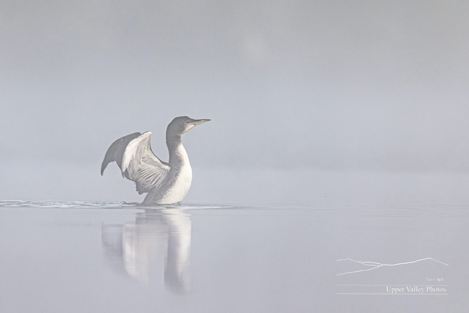 The Loons Are Moving On – Ian Clark’s Blog